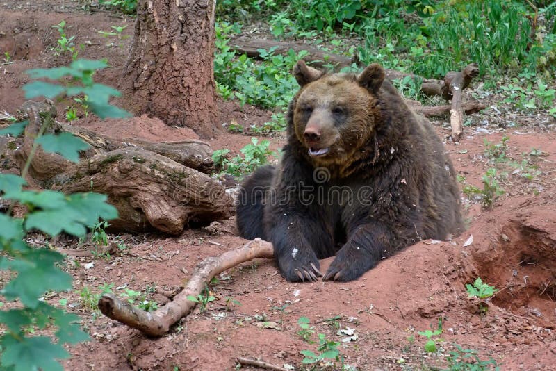 Resting brown bear stock image. Image of outdoors, color - 13412589