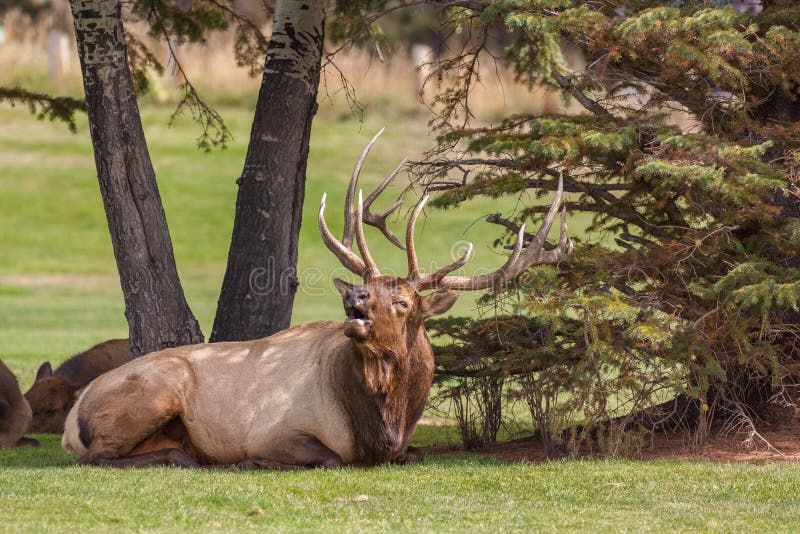 Bull Elk Bugling While Bedded Stock Image - Image of antler, nature ...