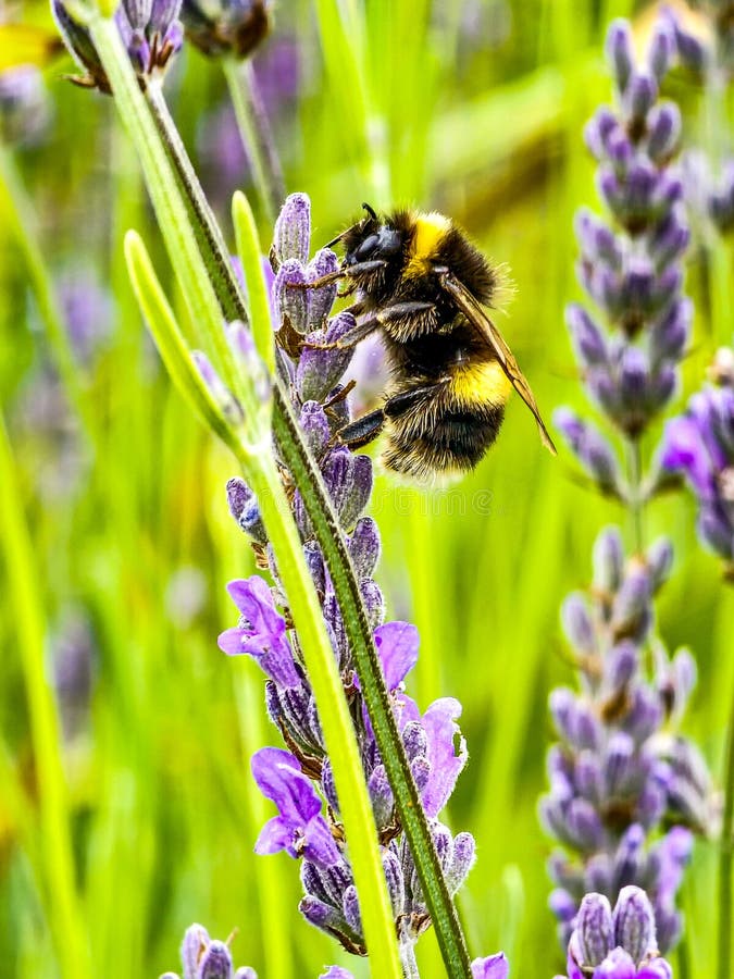 Bumble Bee Resting Inside a Pink Rose Stock Photo - Image of necter ...