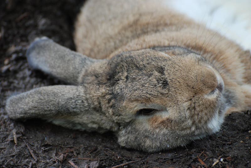 Lop Bunny Resting Stock Photos - Free & Royalty-Free Stock Photos from ...