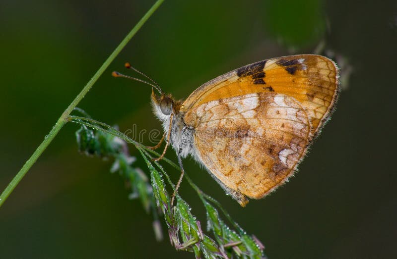 Resting butterfly stock photo. Image of colorful, white - 14457864