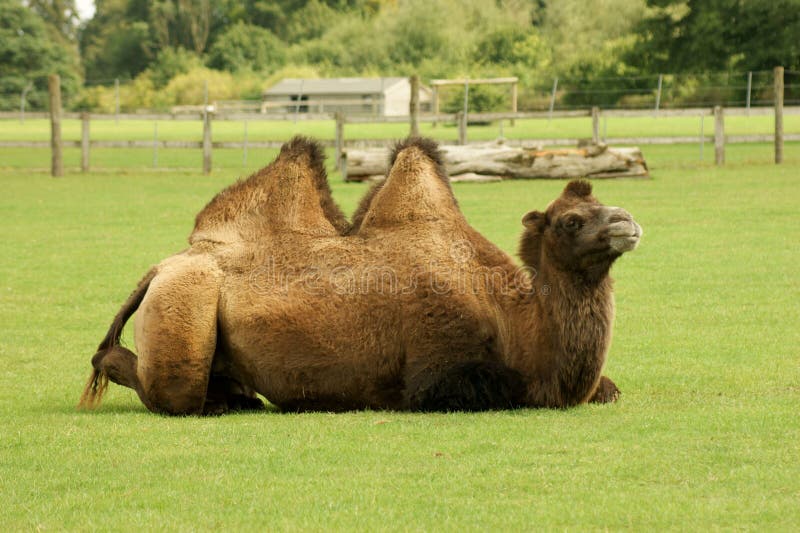 Resting camel stock image. Image of wild, humps, smug - 15845495