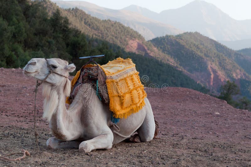 Camel life stock photo. Image of beach, camels, arab, east - 3335710