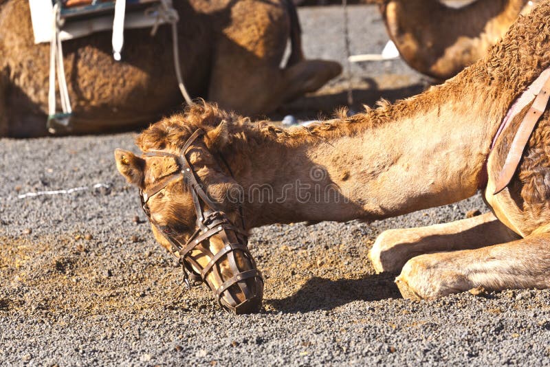 Resting camel stock photo. Image of arid, mammal, camel - 27778102