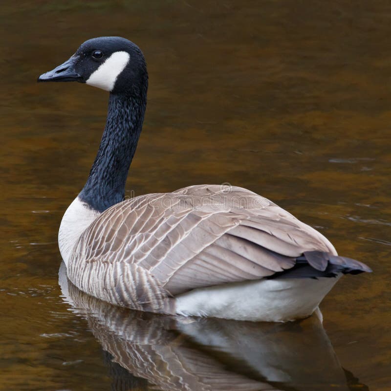 Resting Canada Goose stock photo. Image of relaxing, stare - 29311668