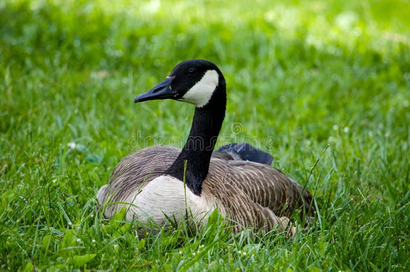 Resting Canadian Goose in the Grass Stock Image - Image of neck ...