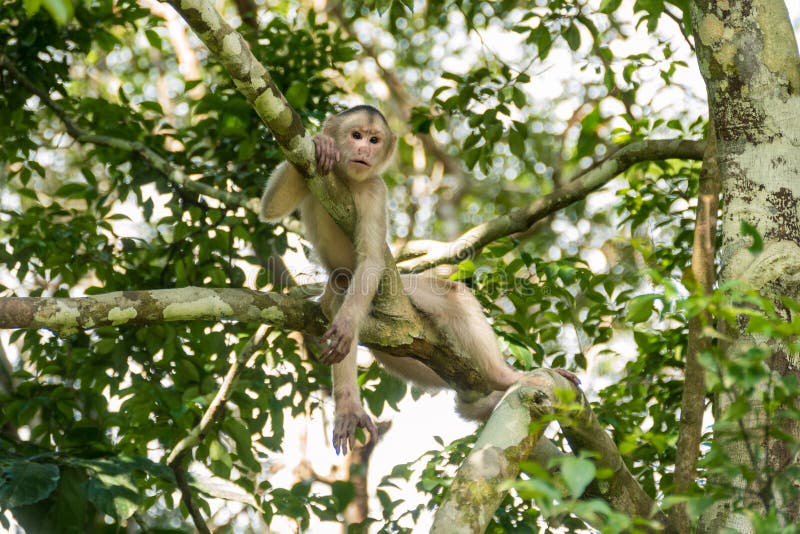 151 Amazon Rainforest Trees Animals Stock Photos - Free & Royalty-Free ...