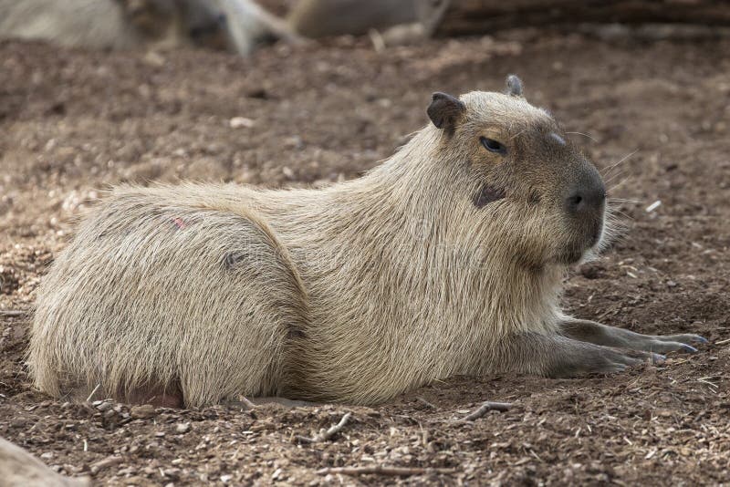 Capybara laying down stock photo. Image of herbivore - 32374540