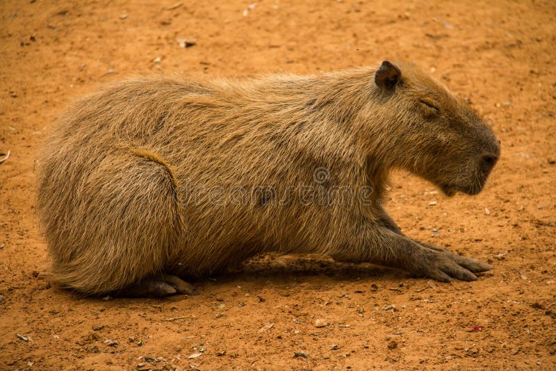 Resting capybara stock photo. Image of grass, outdoor - 78418546