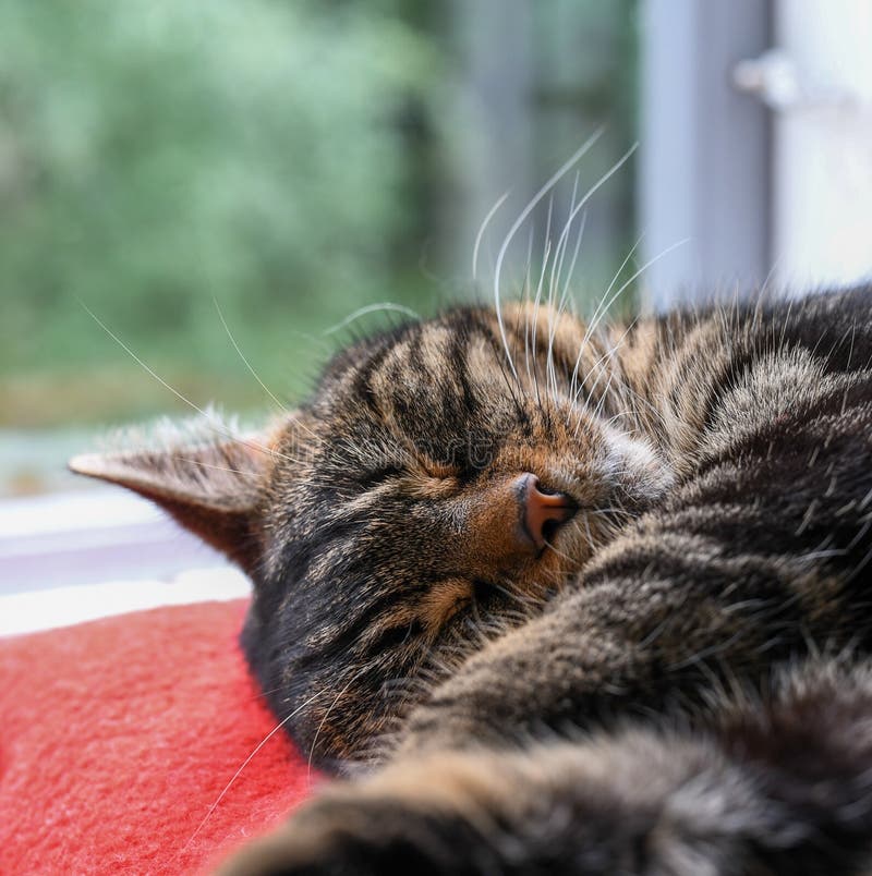 Resting cat stock photo. Image of resting, calm, catus - 257572052