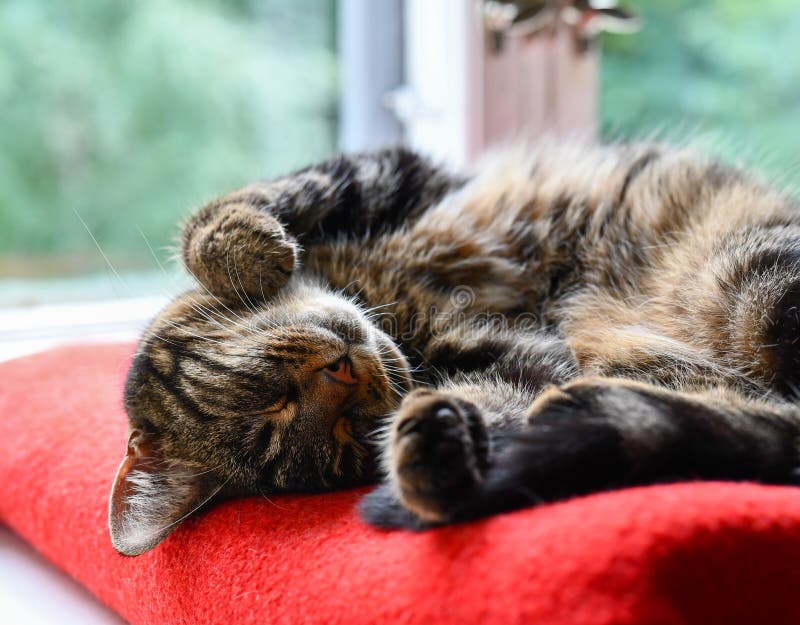 Resting cat stock photo. Image of happily, whiskers - 257572080