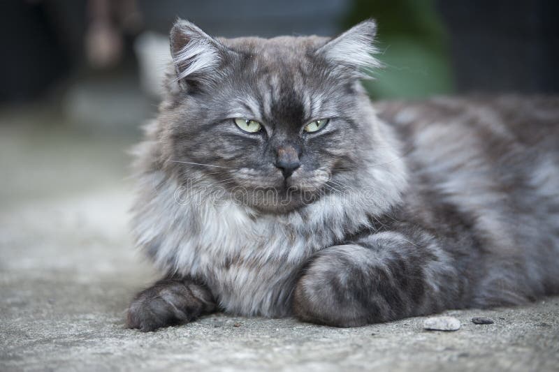 Resting cat stock photo. Image of seat, fluffy, patterned - 209514310