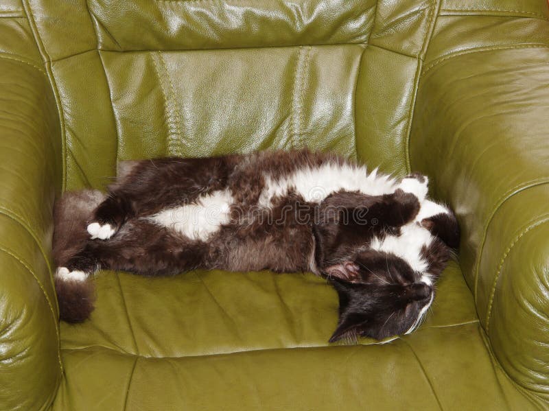Resting cat. stock image. Image of relaxation, real, green - 52758215