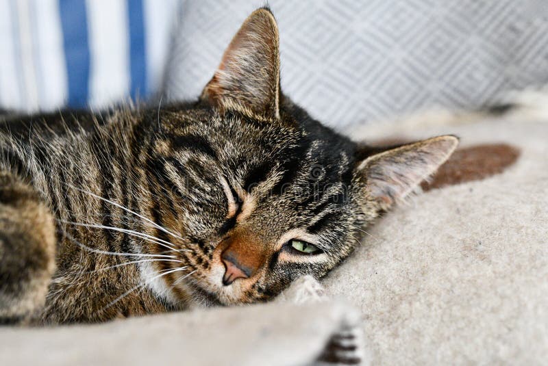 Resting cat stock image. Image of calm, kitty, adorable - 232597043