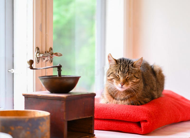 Resting cat stock image. Image of kitty, napping, calm - 252220115