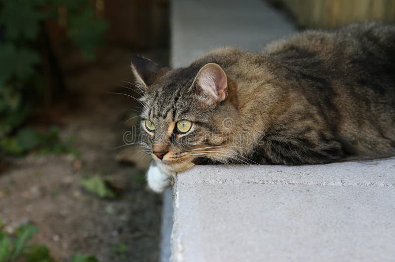 Resting Cat stock photo. Image of house, feline, home - 54482830