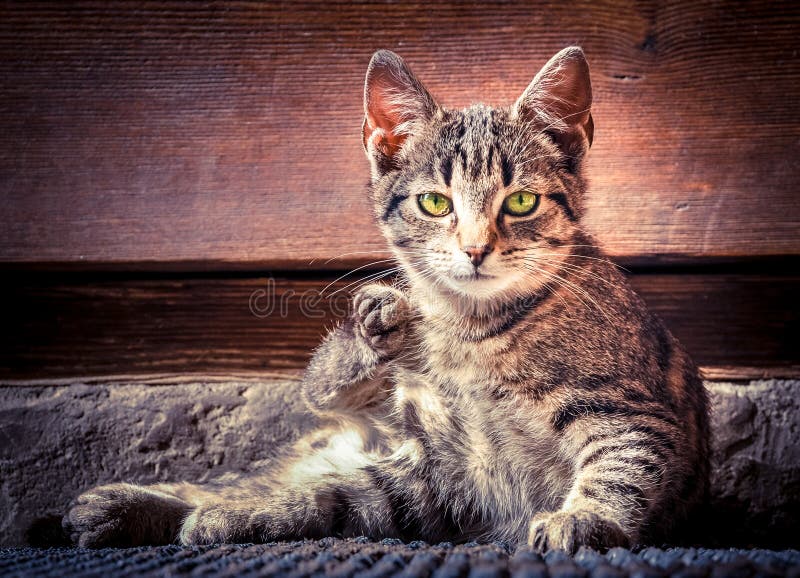 Resting Cat stock photo. Image of sleeping, relaxation - 43181160