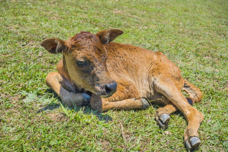 Resting Cattle stock photo. Image of grassland, meadow - 44721842