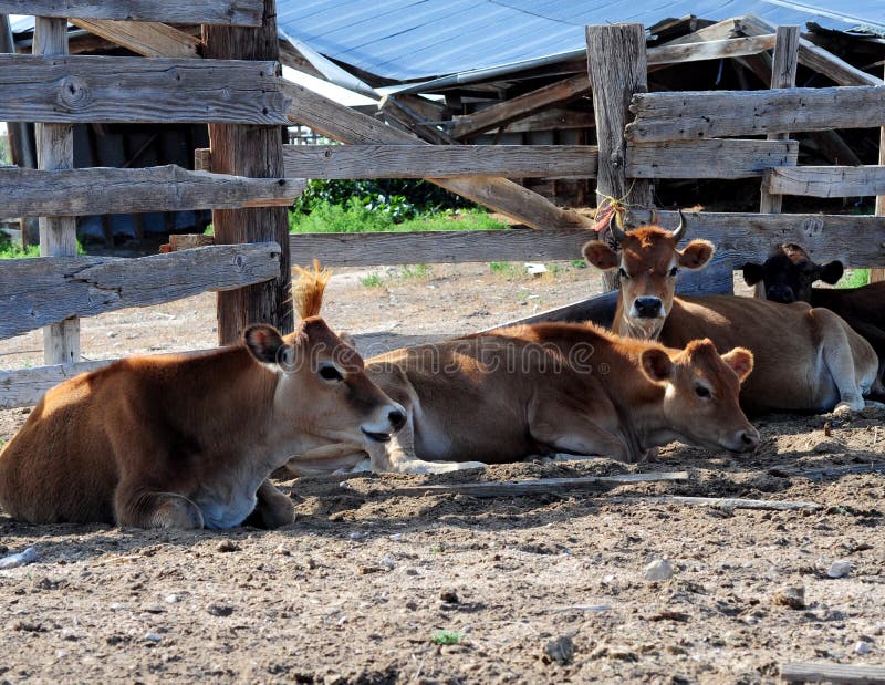 Resting Cattle stock photo. Image of domestic, animal - 44006848