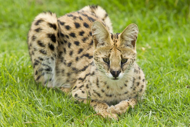 Resting Cerval stock image. Image of sand, listen, sandy - 40011145