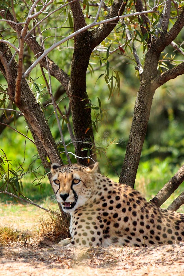 Resting Cheetah stock photo. Image of shade, spotted - 82366072
