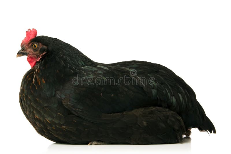 Babby chicken stock image. Image of chicken, feather, animal - 2338331