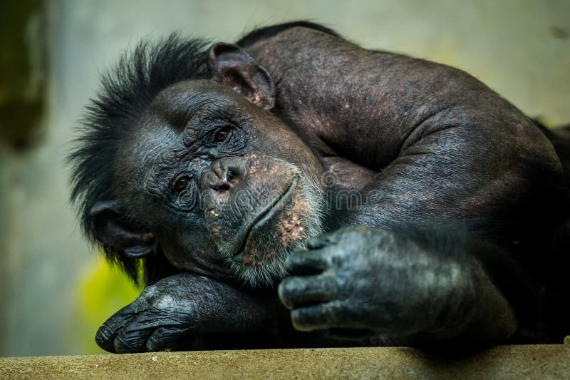 Resting Chimpanzee with an Interesting Look Stock Photo - Image of ...