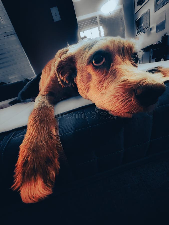 Resting Chonzer stock image. Image of chonzer, resting - 283676899