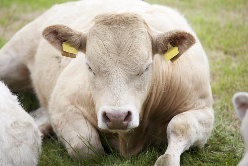 Resting cow stock image. Image of head, grass, animal - 14950009