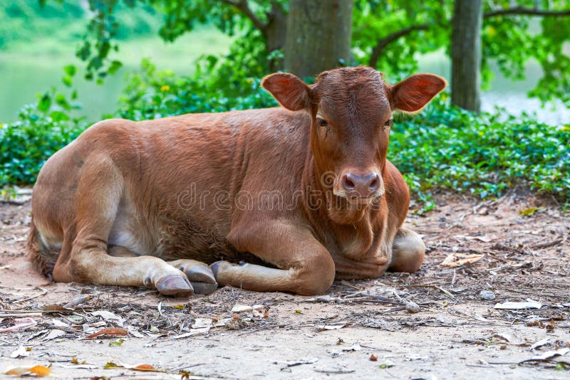 A Resting Cow in the Countryside Stock Image - Image of calf, mammals ...