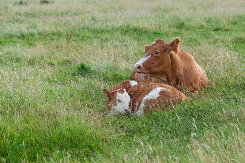 Resting Cow stock photo. Image of animal, lying, livestock - 32752074