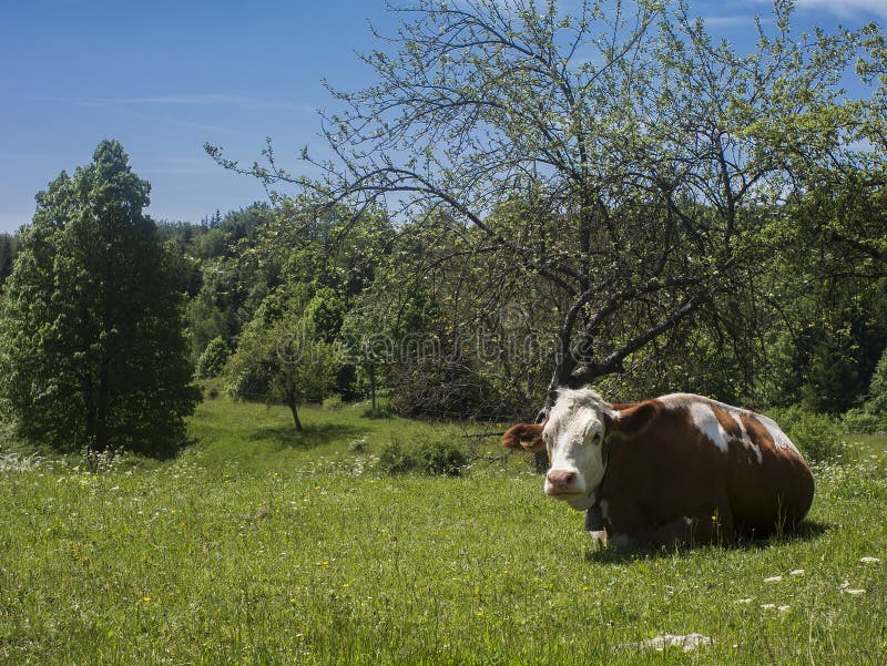 Resting cow stock image. Image of hungry, land, spring - 73287349