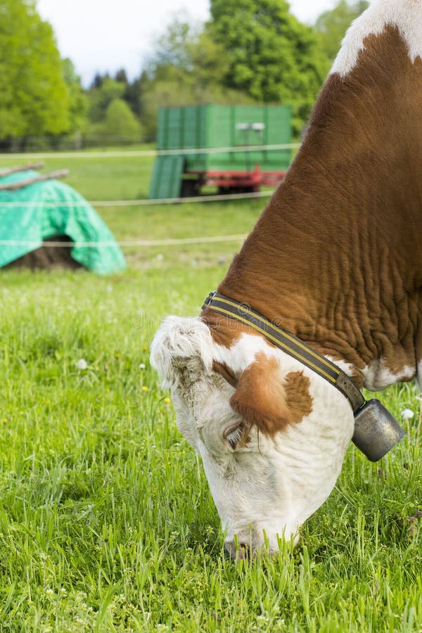 Resting cow stock image. Image of grass, bell, milk, environment - 73288219