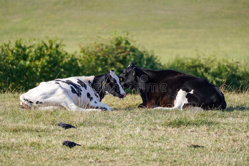Resting Cows Chewing the Cud Stock Photo - Image of pasture, animal ...