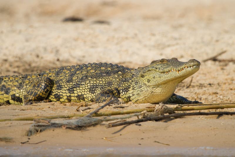 Zambezi River stock photo. Image of safari, daytime, mountain - 22042538
