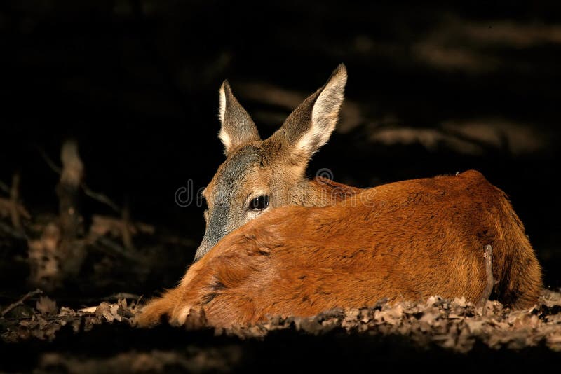 Resting deer stock image. Image of forest, animal, bambi - 525529