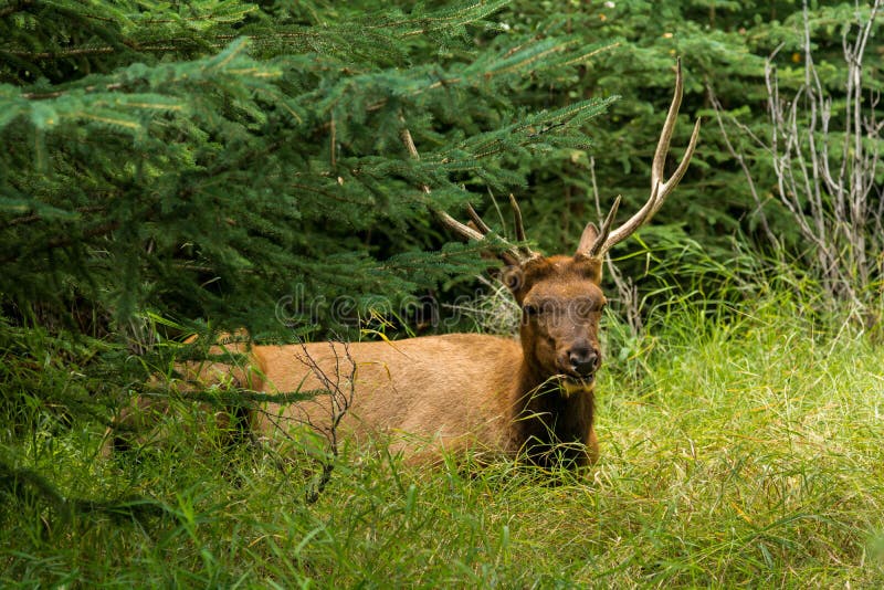 Resting Deer. Deer Eat a Grass Stock Image - Image of elaphus, natural ...