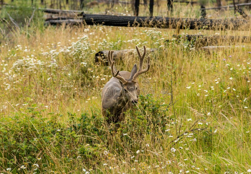 Resting Deer. Deer Eat a Grass Stock Photo - Image of buck, call: 87485580