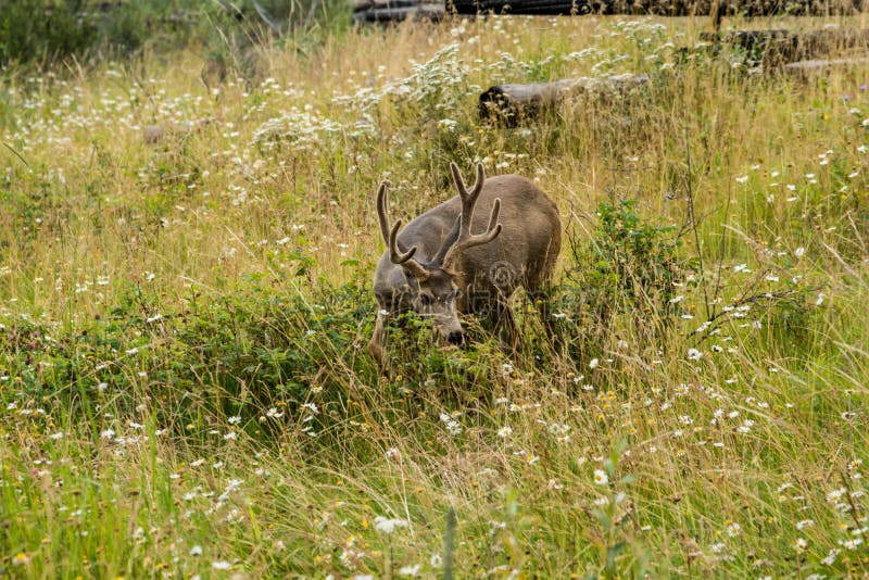 Resting Deer. Deer Eat a Grass Stock Image - Image of hunt, call: 87485665