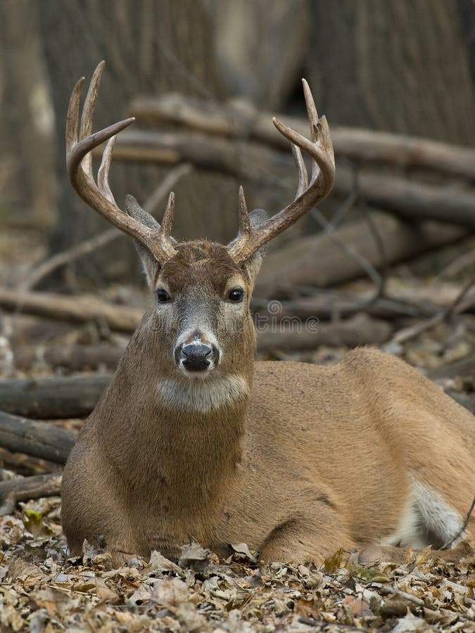 Resting Deer stock image. Image of antler, rack, animal - 36205955
