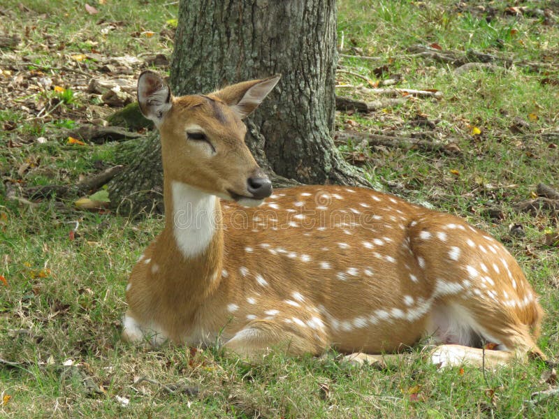 Resting deer stock photo. Image of wildlife, forest - 100736116
