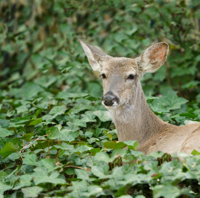 Resting Doe stock photo. Image of virginianus, brown - 33633130