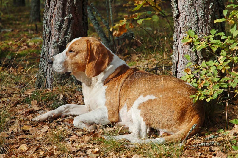 Resting dog stock image. Image of grass, outdoors, forest - 12052637