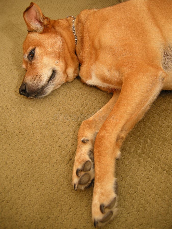 Resting dog stock image. Image of home, drool, rest, sleep - 13807119