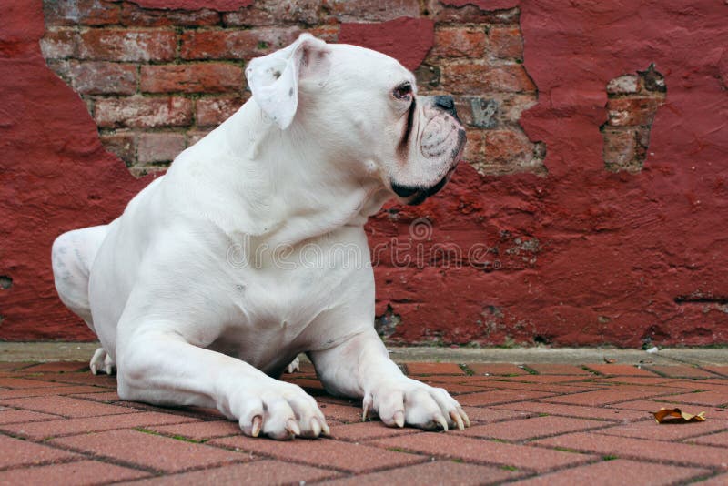 Resting Dog stock photo. Image of outdoor, pets, dogs - 22262760