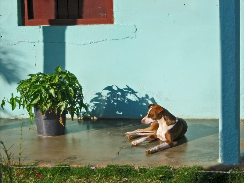 Lazy Hound Dog Porch Stock Photos - Free & Royalty-Free Stock Photos ...