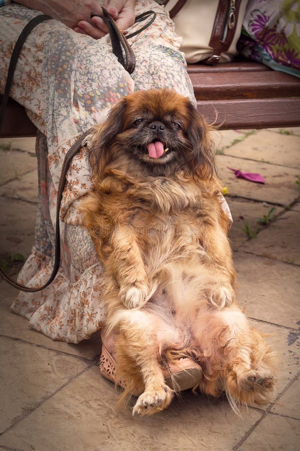 Resting dog stock image. Image of resting, comfortable - 47074531