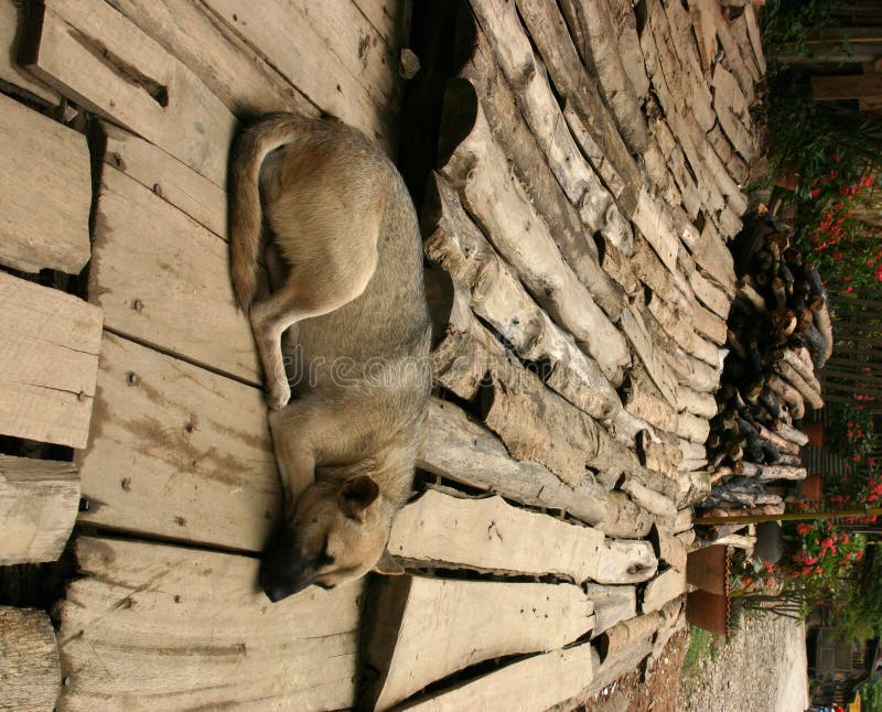 Resting Dog in Laotian Afternoon Stock Image - Image of wood, sleep ...