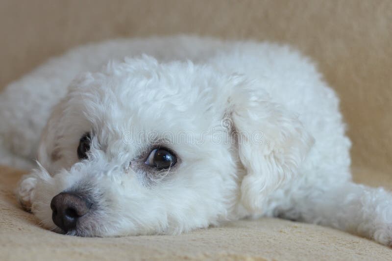 Resting dog stock image. Image of white, small, bolognese - 72761499