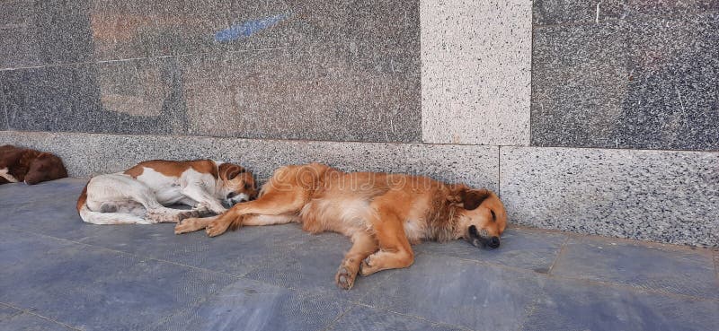 Resting Dogs in a Row stock image. Image of carnivore - 234320789